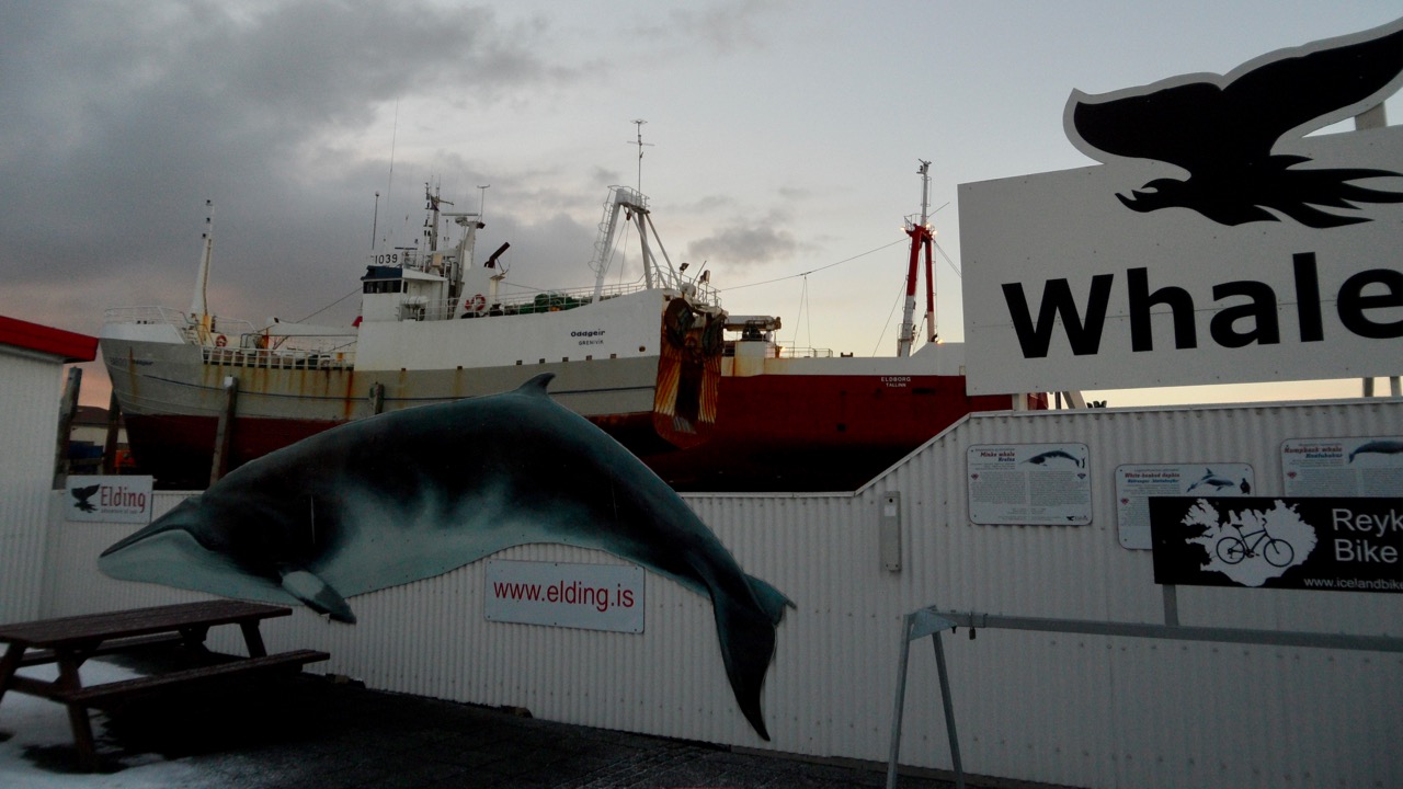 Ankerherz Blog Walfang Whalewatching - 1